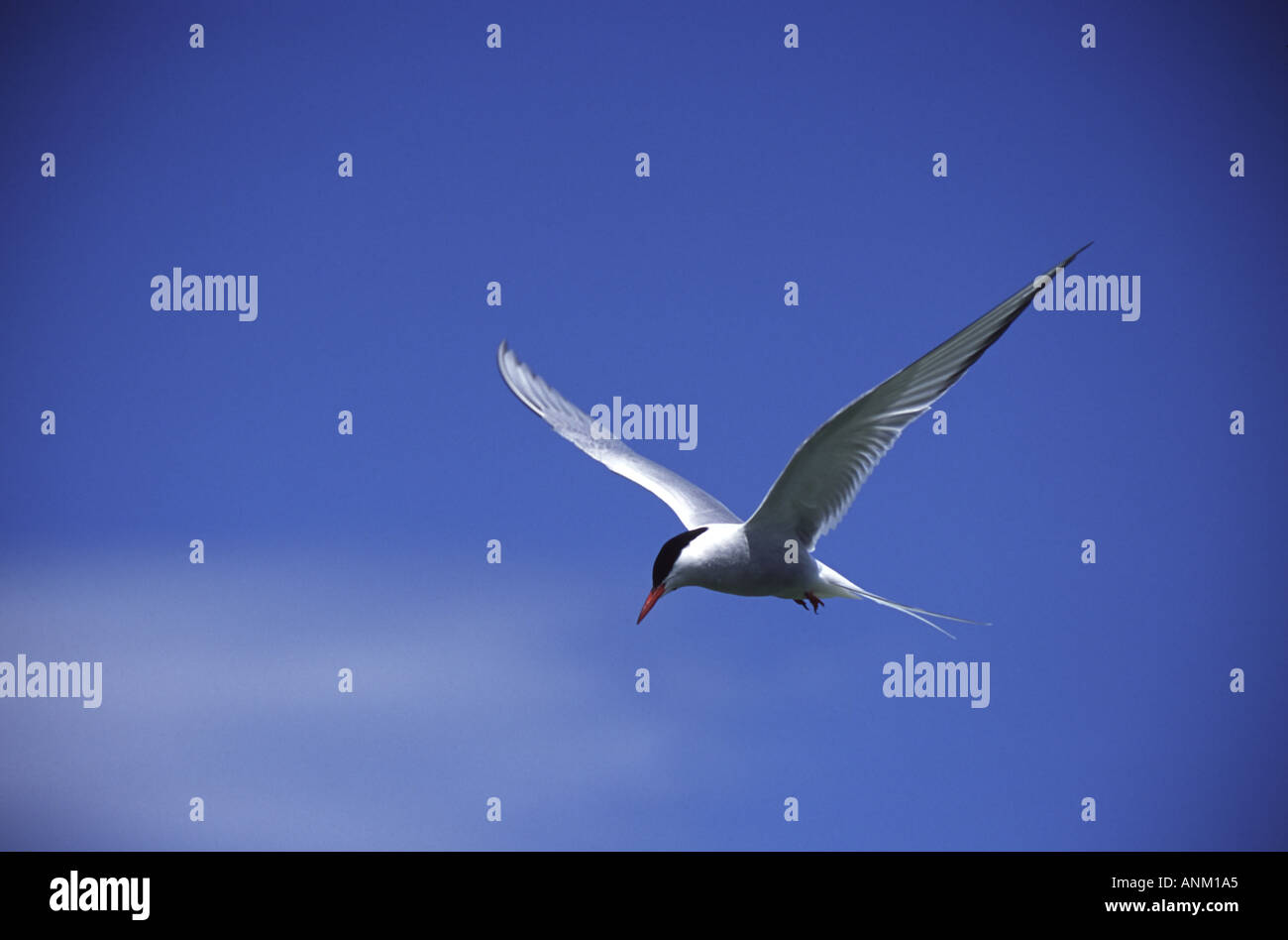 Sterna bird hi-res stock photography and images - Alamy