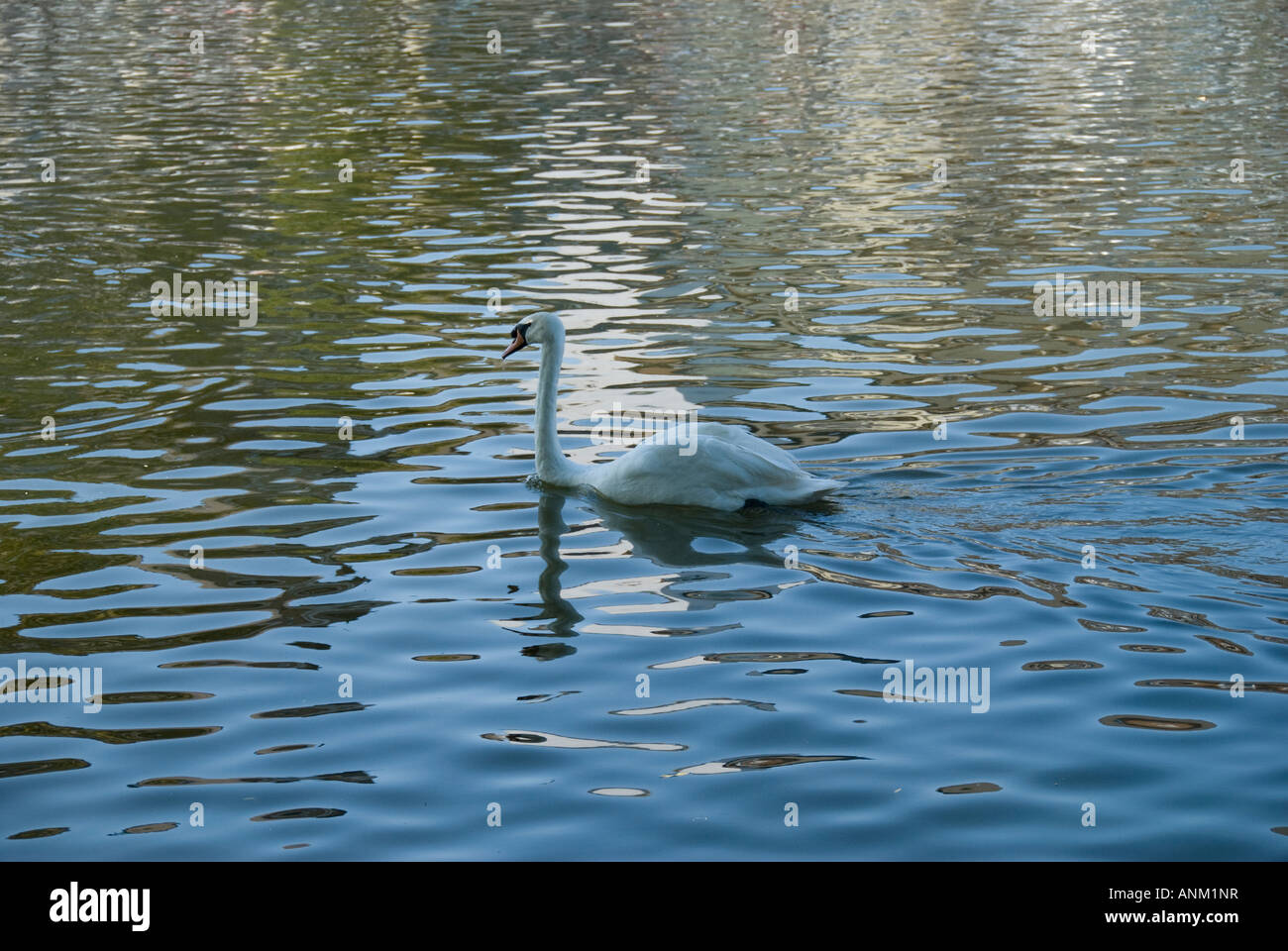single swan in water Stock Photo - Alamy