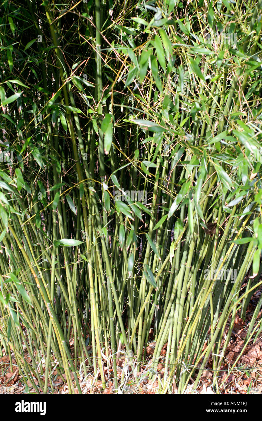 Phyllostachys nigra henonis hi-res stock photography and images - Alamy
