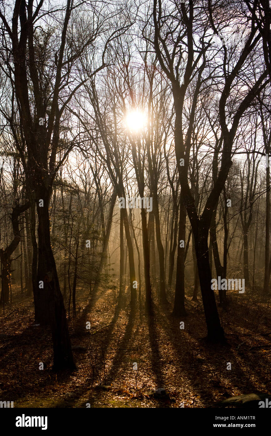 Early morning mist in forest landscape hi-res stock photography and ...