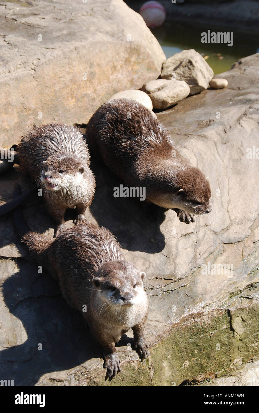 3 otters on rock Stock Photo - Alamy
