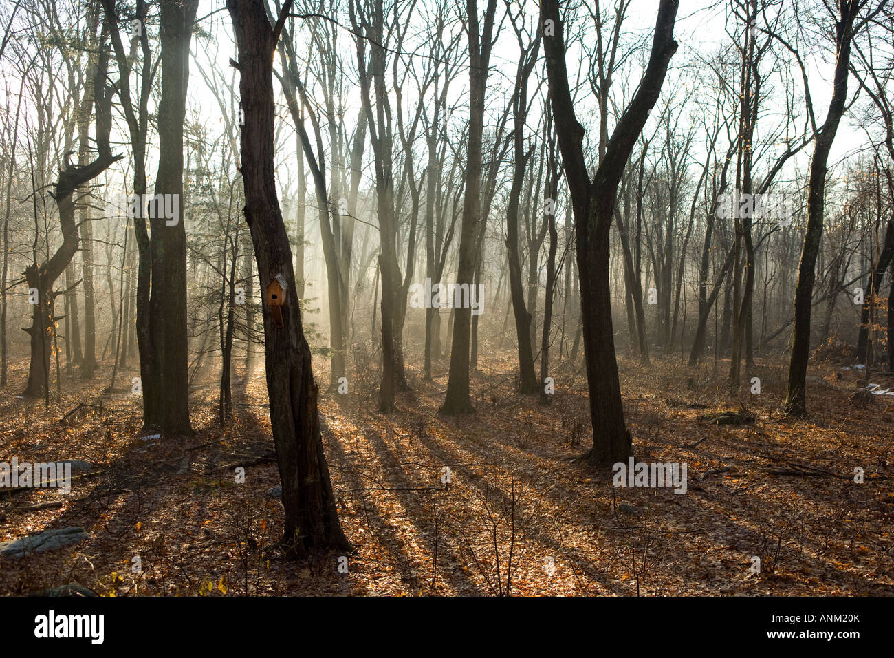 Alone house in woods hi-res stock photography and images - Alamy