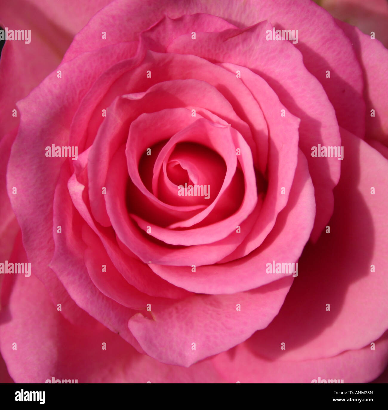 english pink rose Stock Photo - Alamy