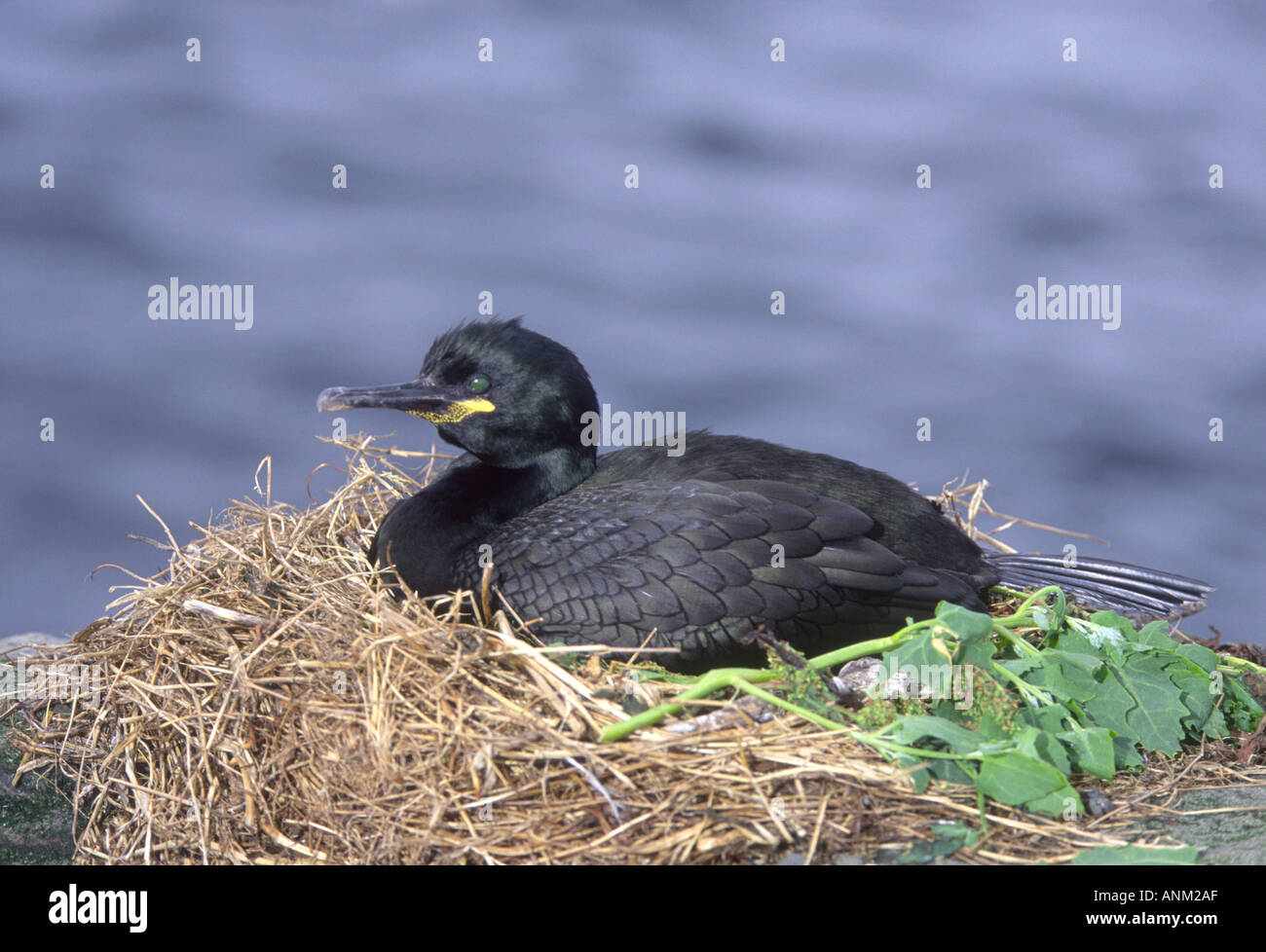 100 bird species hi-res stock photography and images - Alamy
