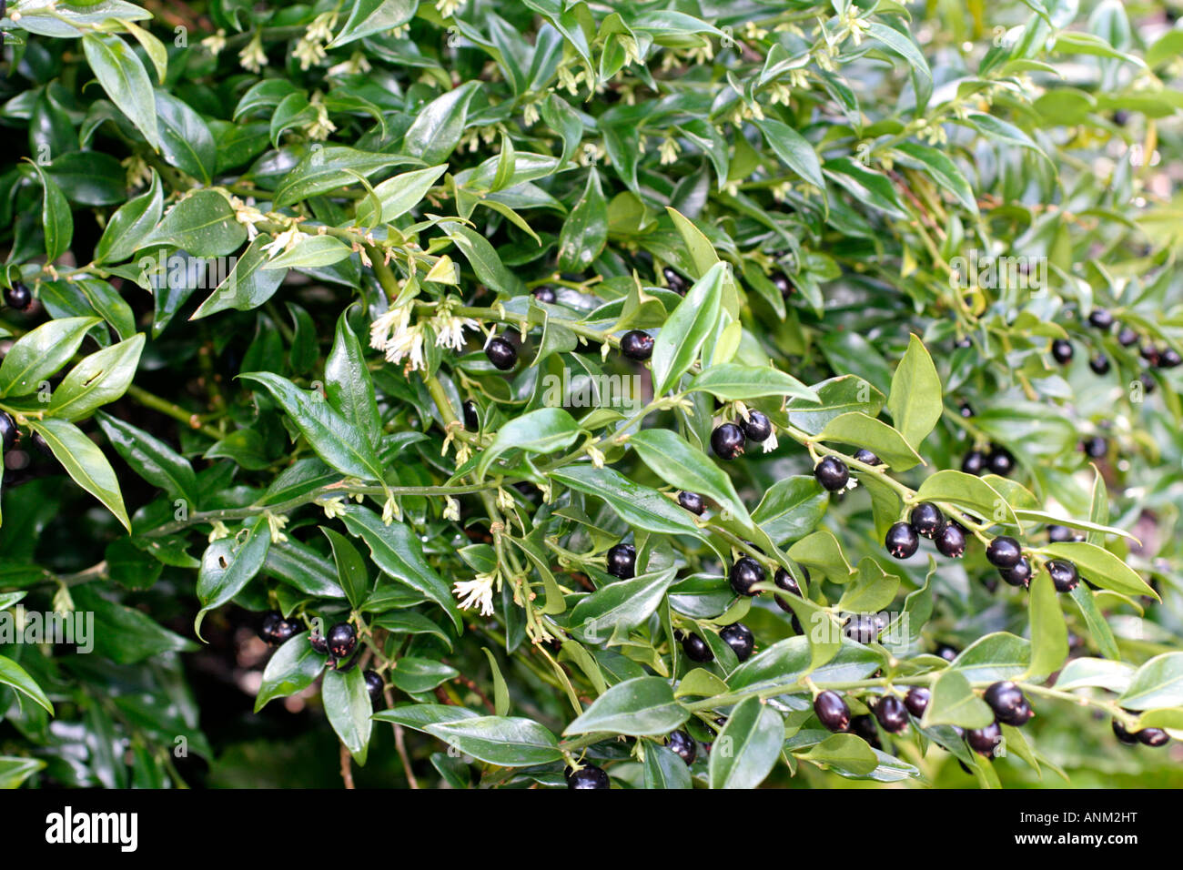 SARCOCOCCA CONFUSA IN EARLYJ ANUARY Stock Photo - Alamy