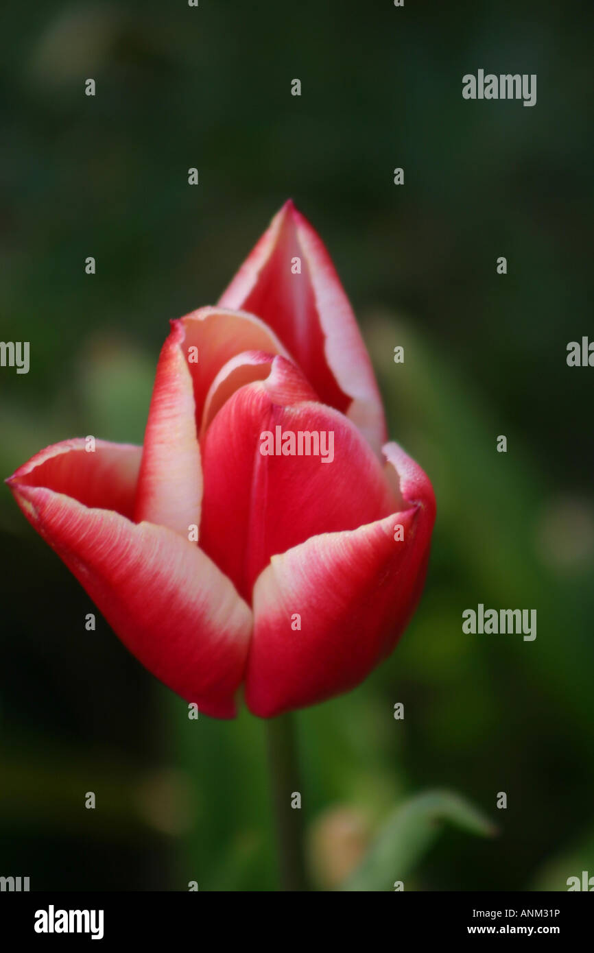 single red and white tullip Stock Photo - Alamy