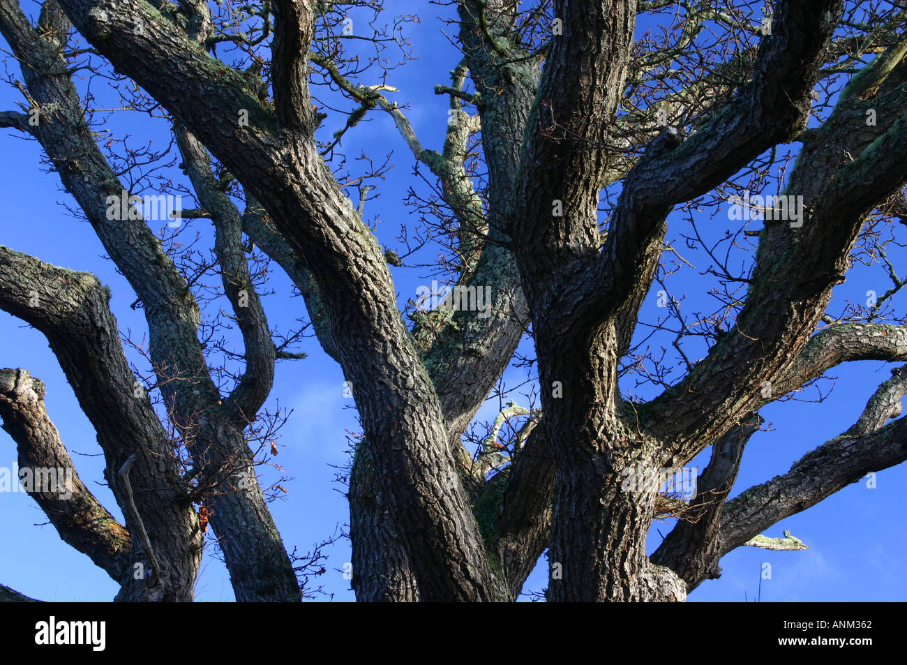 Winter oak tree Stock Photo - Alamy