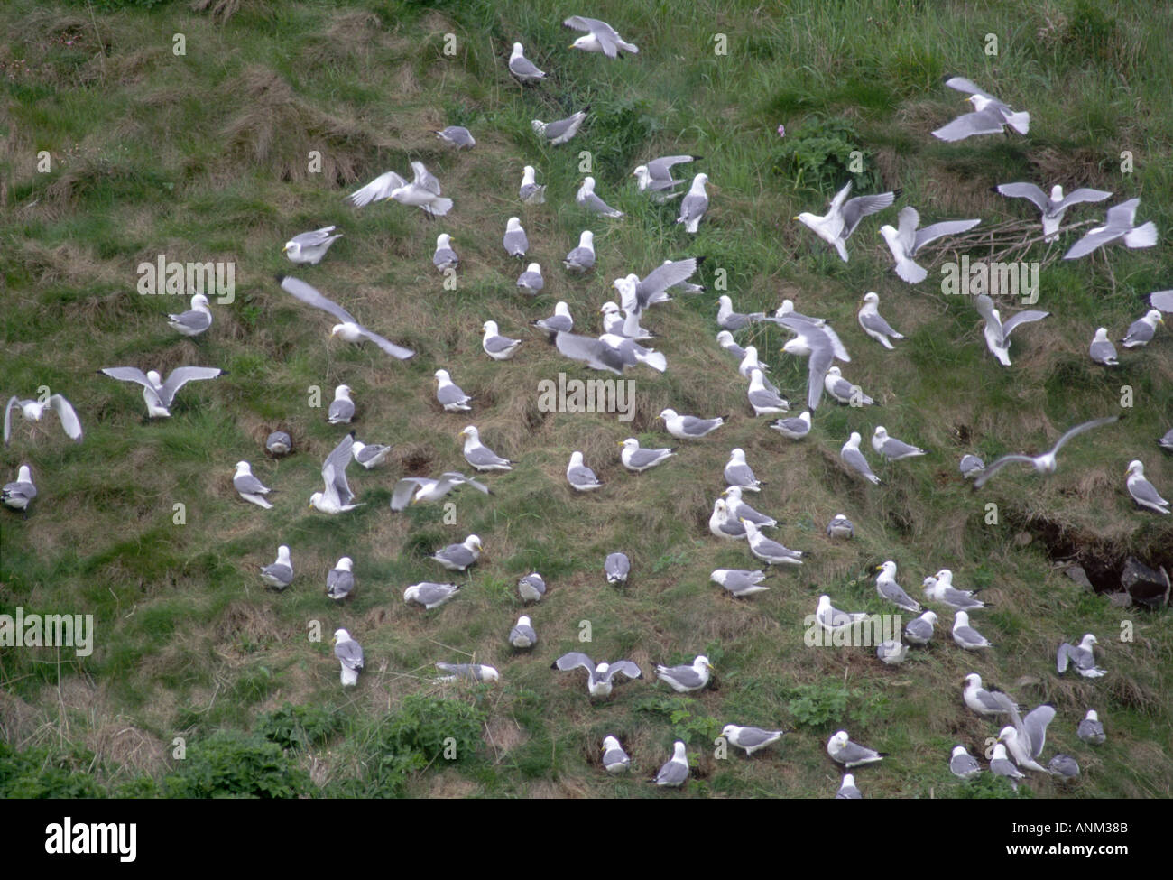 Colonial nesting bird species hi-res stock photography and images - Alamy