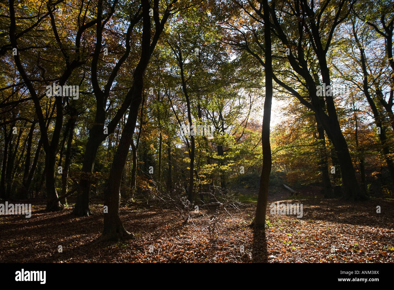 Ancient woodland nature reserve uk hi-res stock photography and images ...