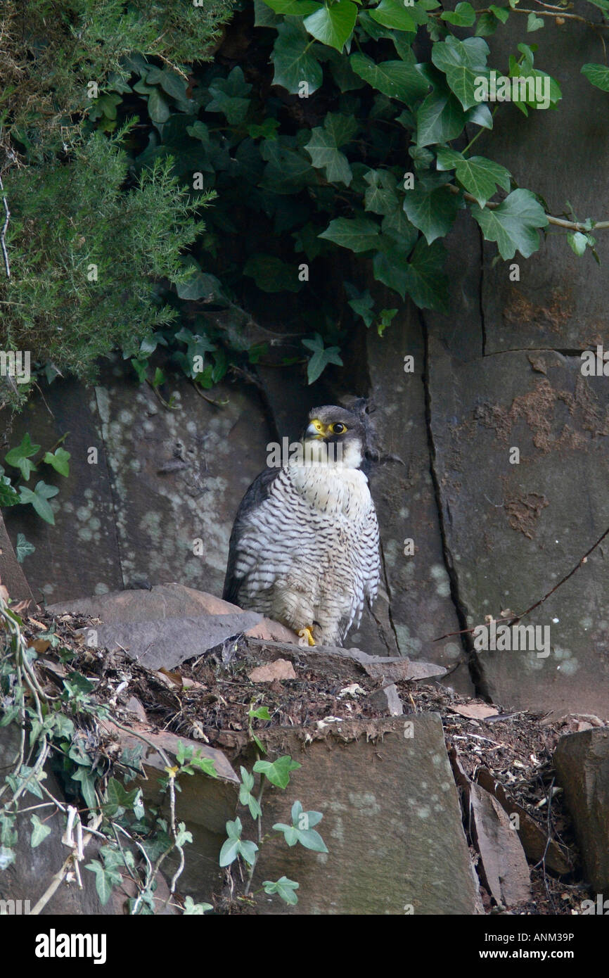 PEREGRINE FALCON FALCO PEREGRINUS TIERCEL AT NEST ON ROCK LEDGE FV ...