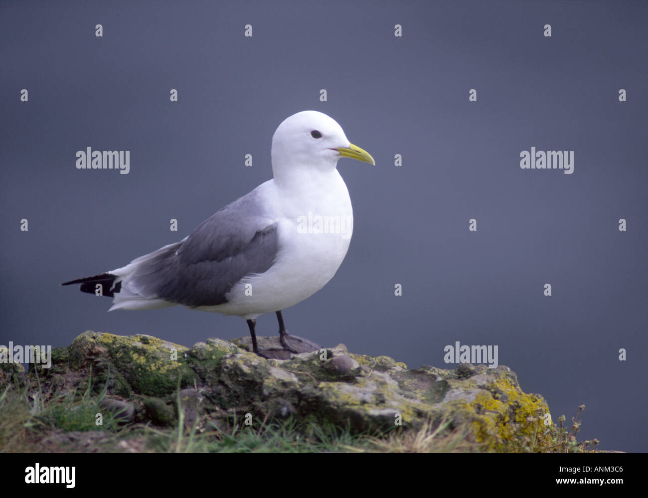 Common Gull resting near its nest site Speyside, Scotland Stock Photo ...