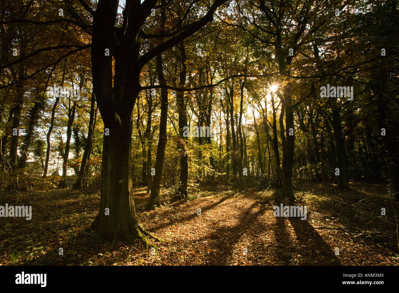 Ancient Beech woodland in autumnal colours on the Cotswold Way ...