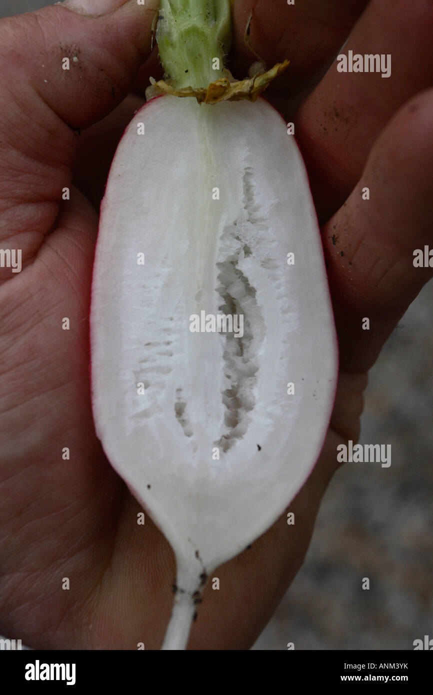RADISH LARGE RADISH SOMETIMES DEVELOPE A SOFT PITHY CENTRE Stock Photo ...
