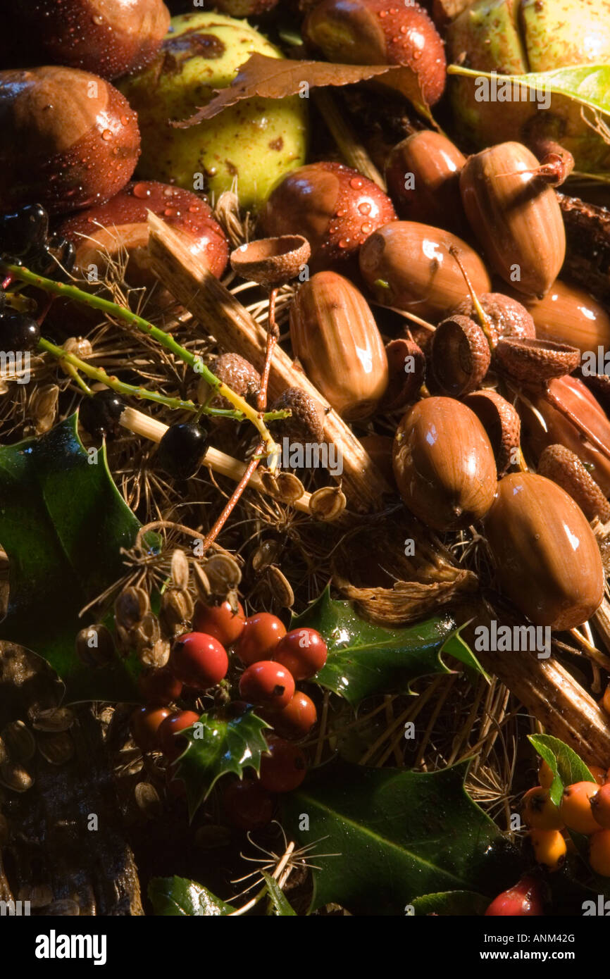 Conkers tree squirrel hi-res stock photography and images - Alamy
