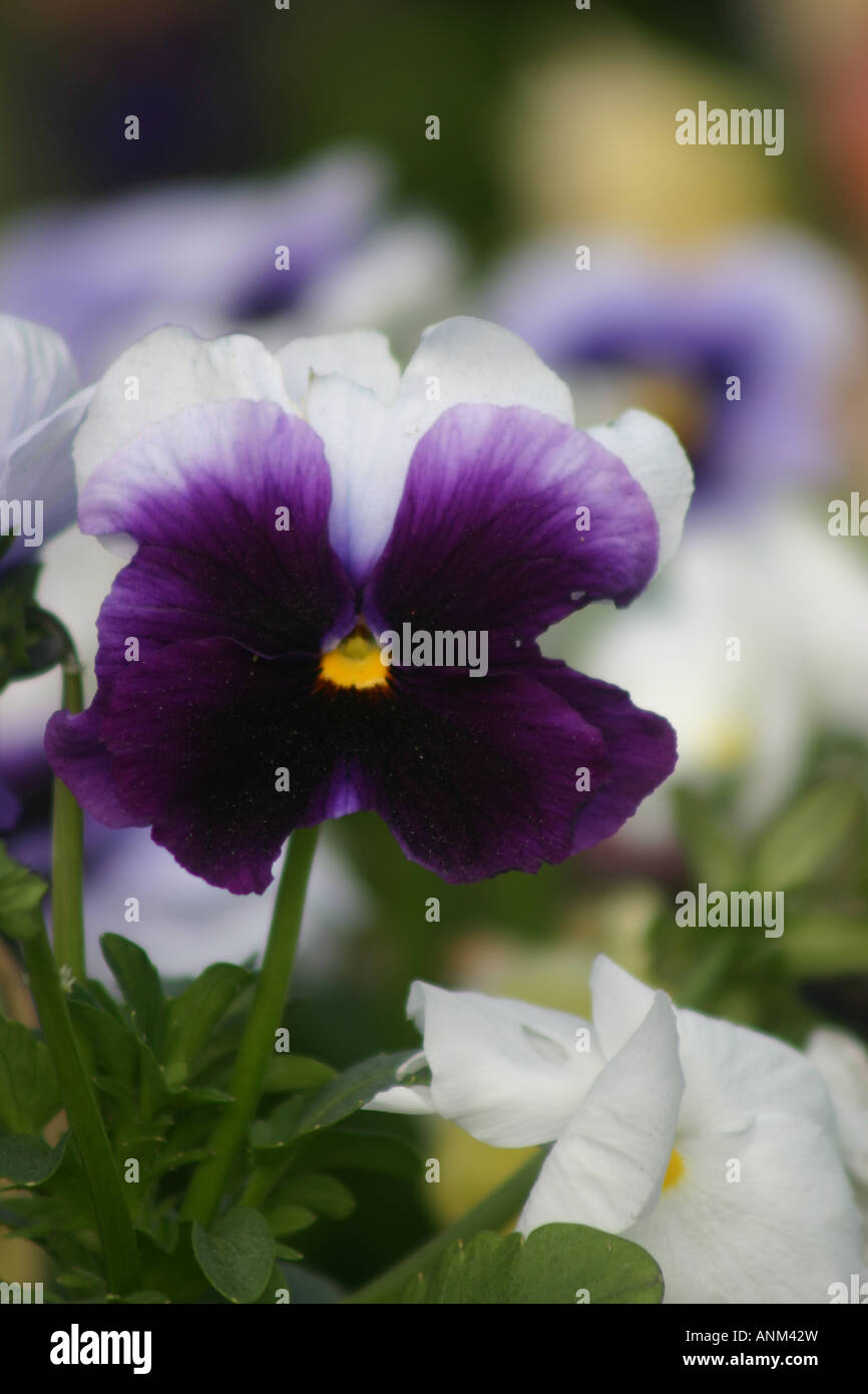 purple panzie pansy Stock Photo - Alamy