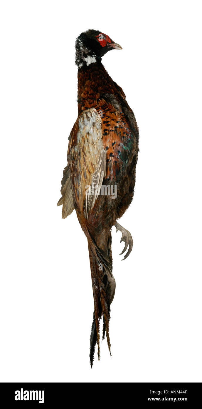 Pheasant detail cut out Stock Photo - Alamy