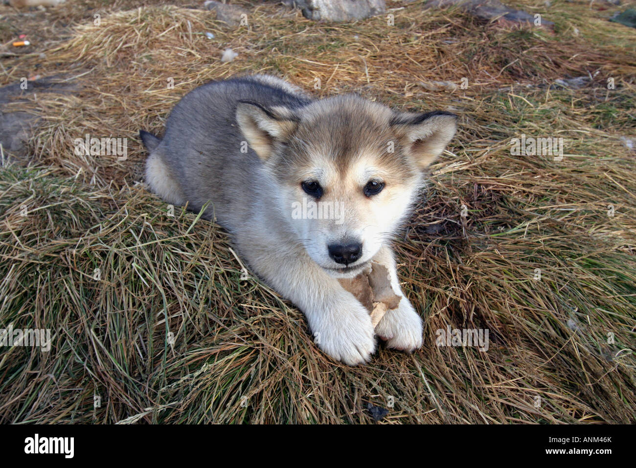 sledge dog puppy Stock Photo - Alamy