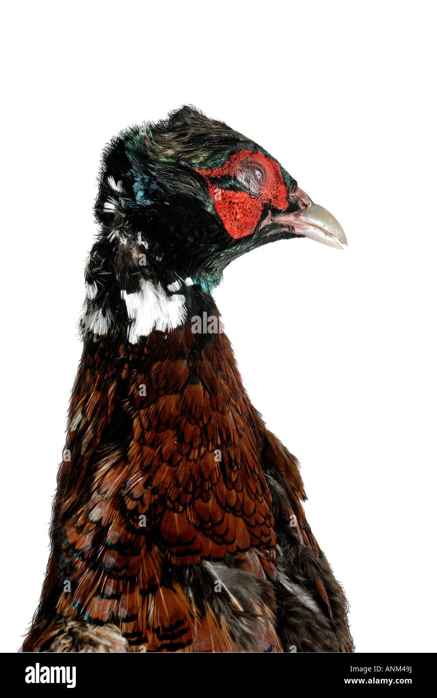 Pheasant detail cut out Stock Photo - Alamy