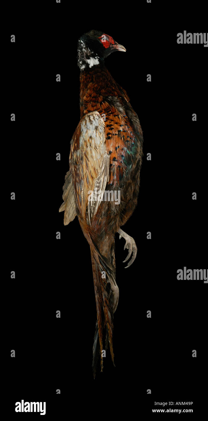 Pheasant detail cut out Stock Photo - Alamy