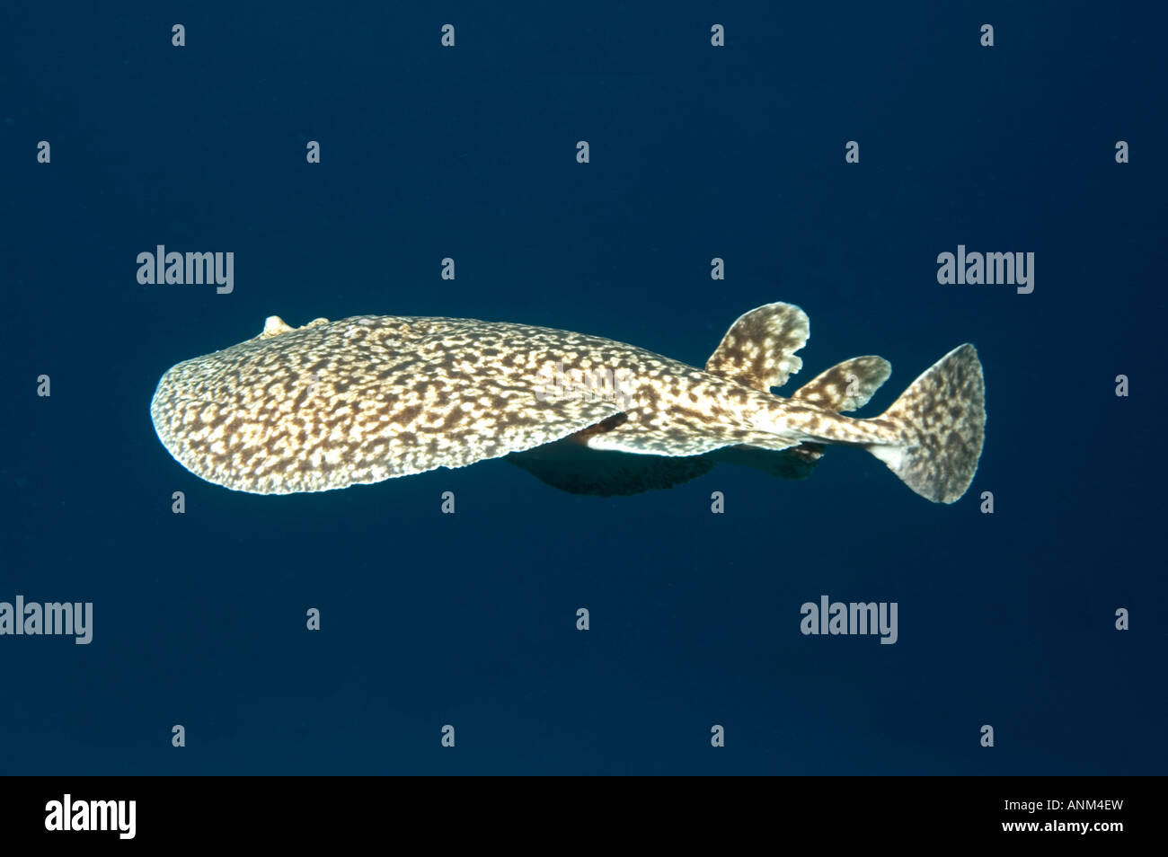 Electric ray maldives hi-res stock photography and images - Alamy