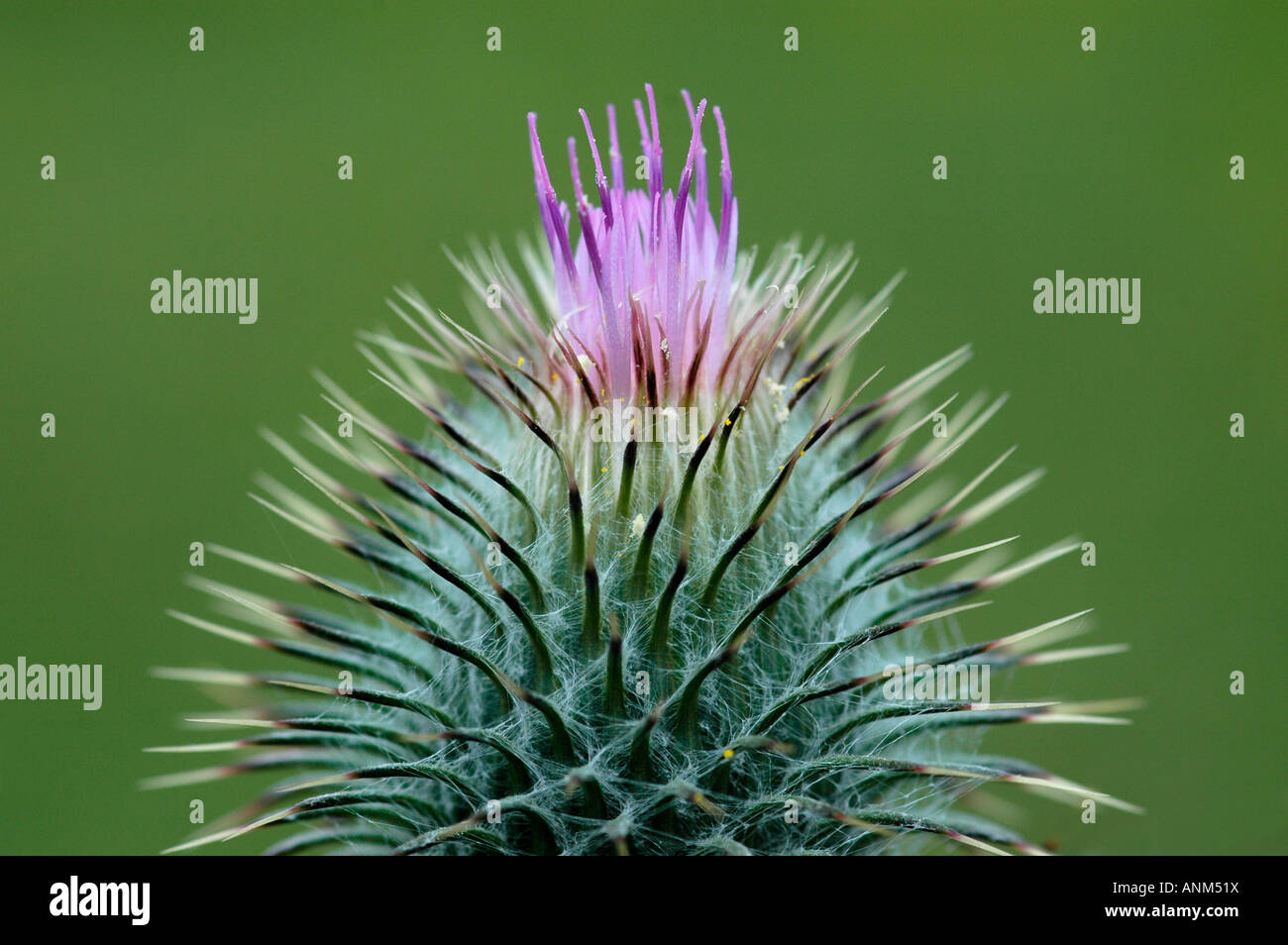 Scottish thistle hi-res stock photography and images - Alamy