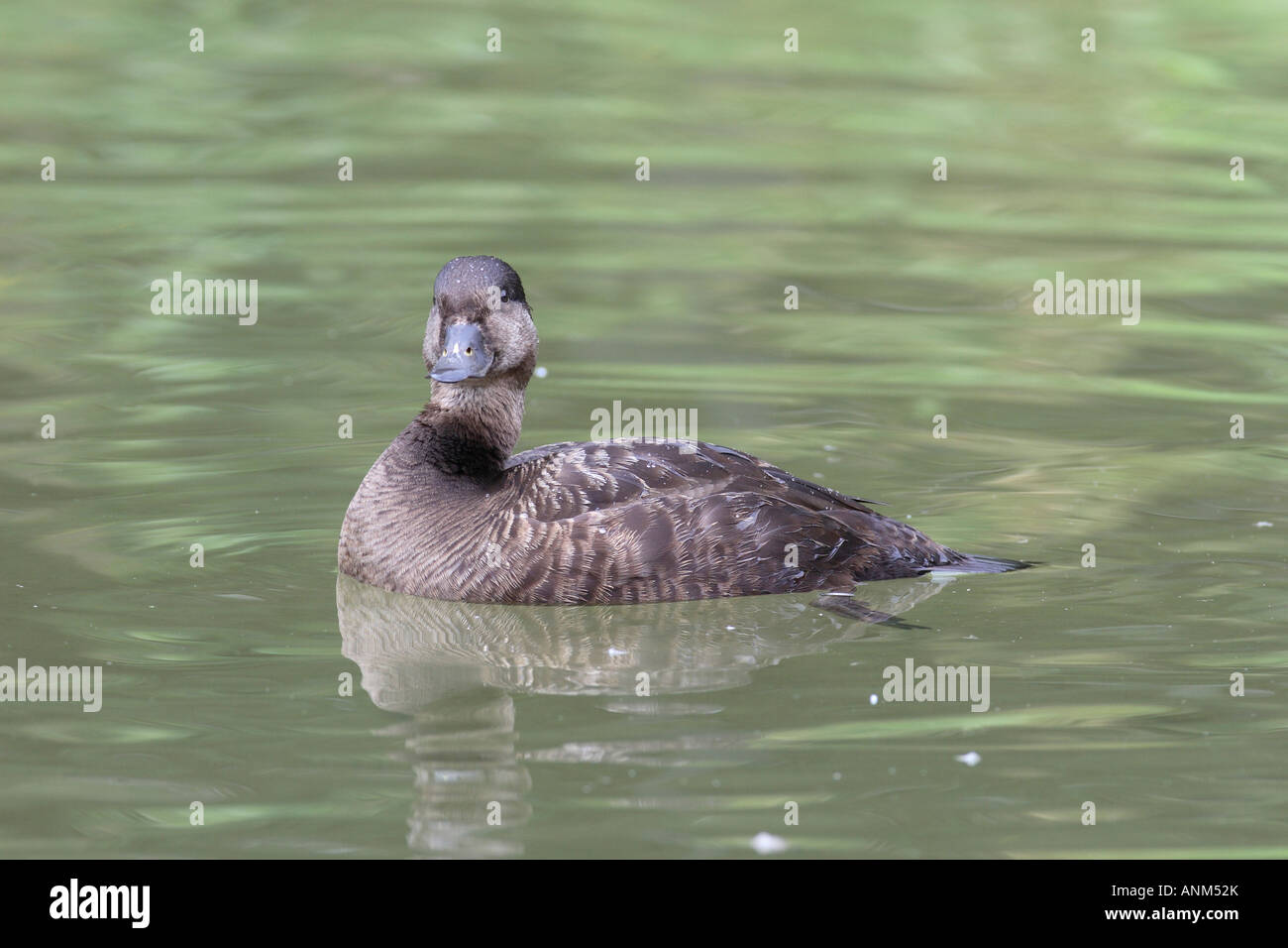 COMMON SCOTER MELANITTA NIGRA FEMALE SWIMMING SV Stock Photo - Alamy