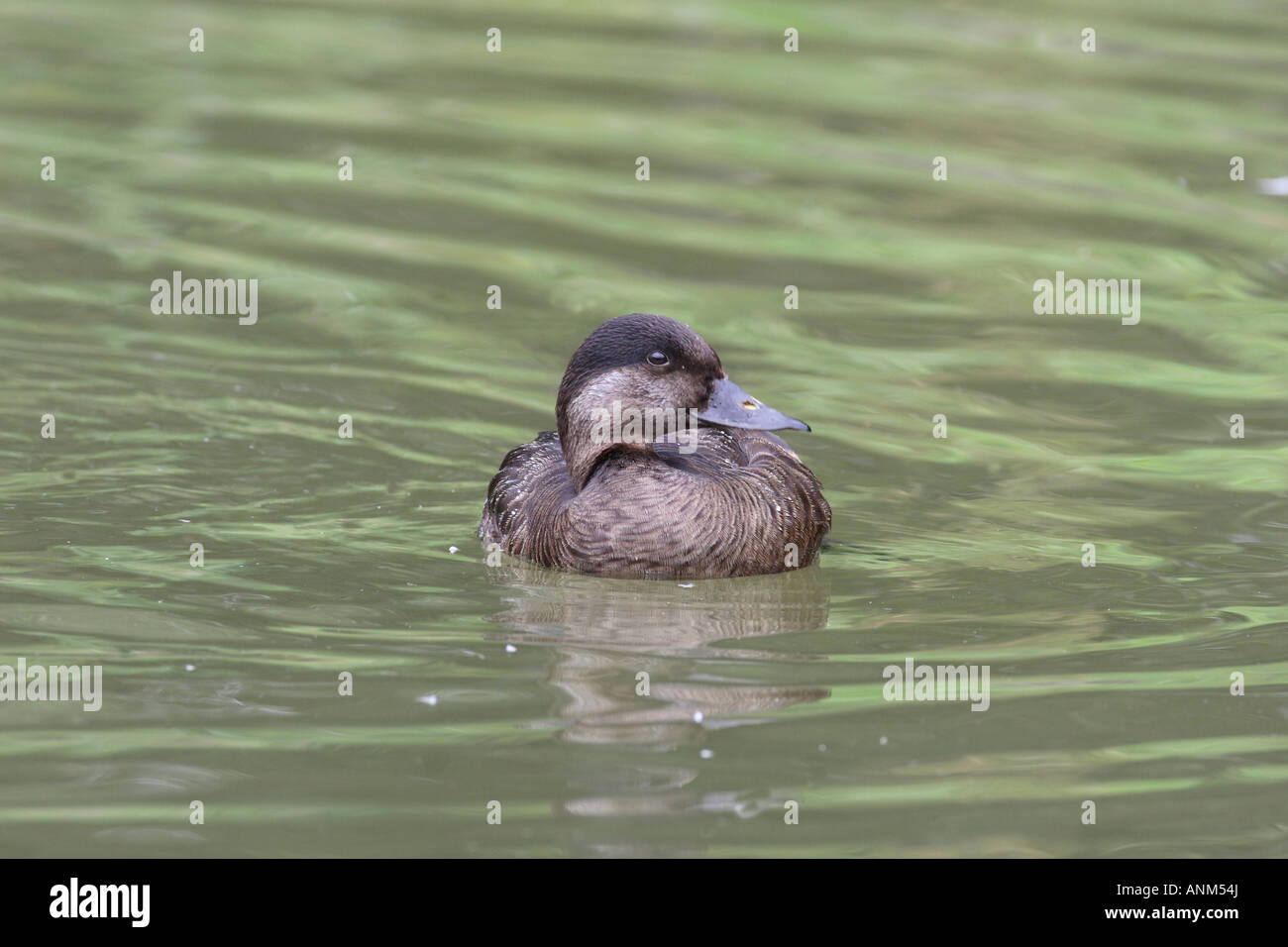 COMMON SCOTER MELANITTA NIGRA FEMALE SWIMMING FV Stock Photo - Alamy