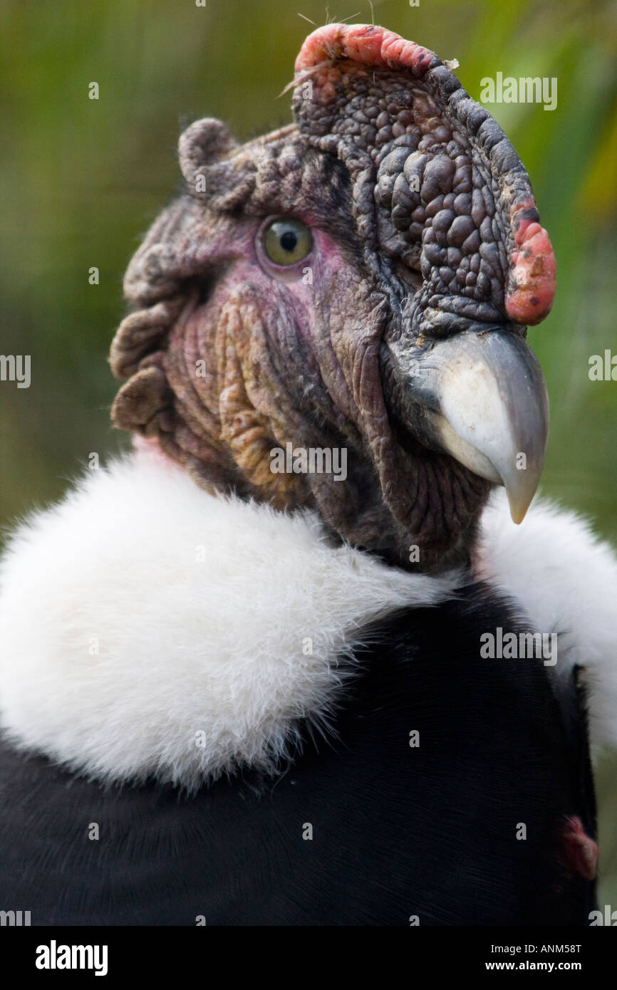 Condor andes hi-res stock photography and images - Alamy