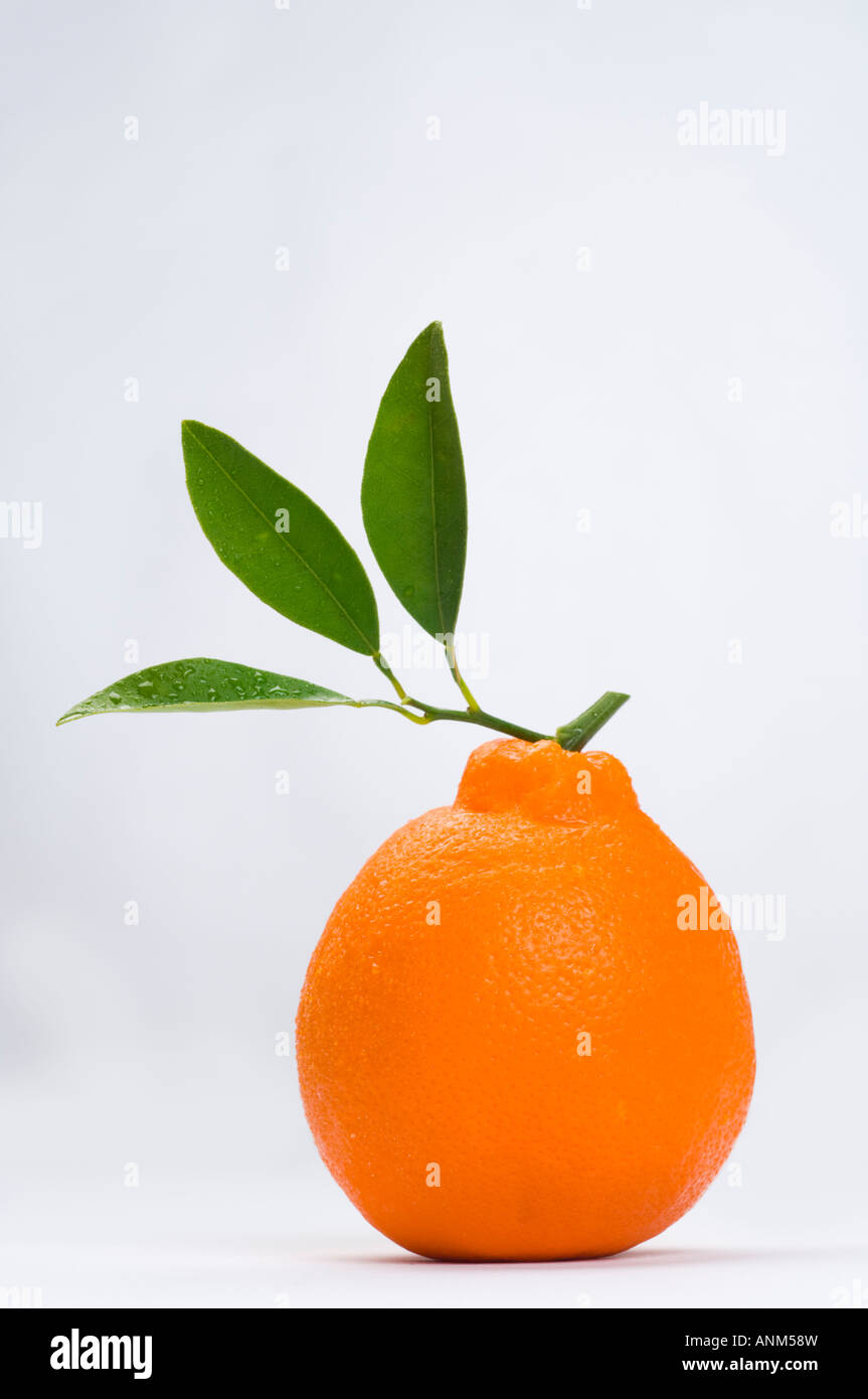 Bright orange colored Tangelo citrus fruit and foliage against a white ...
