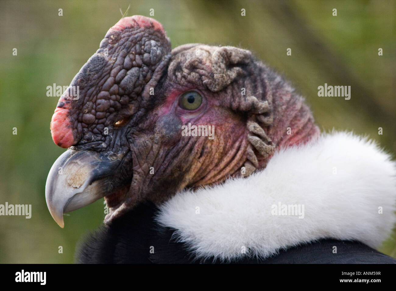 Male condors hi-res stock photography and images - Alamy
