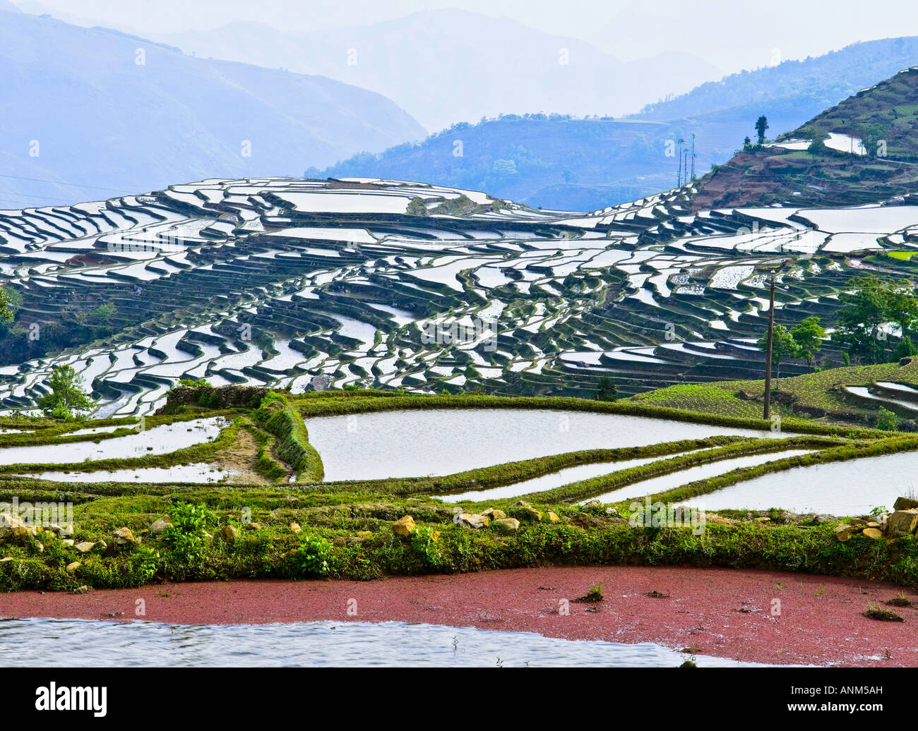 Rice Terrace Field in Yuanyang Stock Photo - Alamy