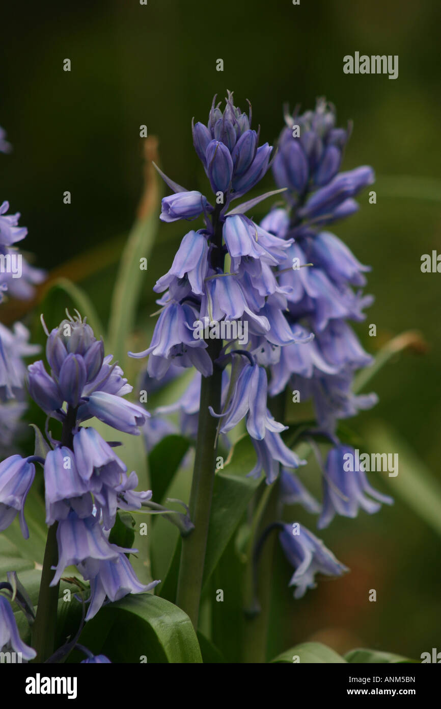 April bell hi-res stock photography and images - Alamy