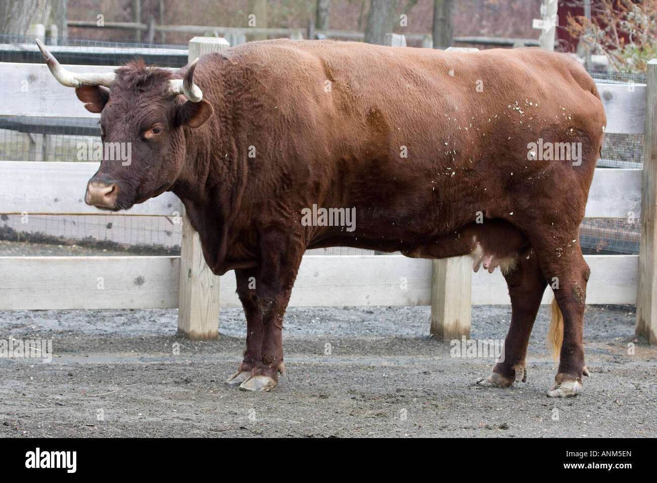 Milking Devon Cow Stock Photo - Alamy
