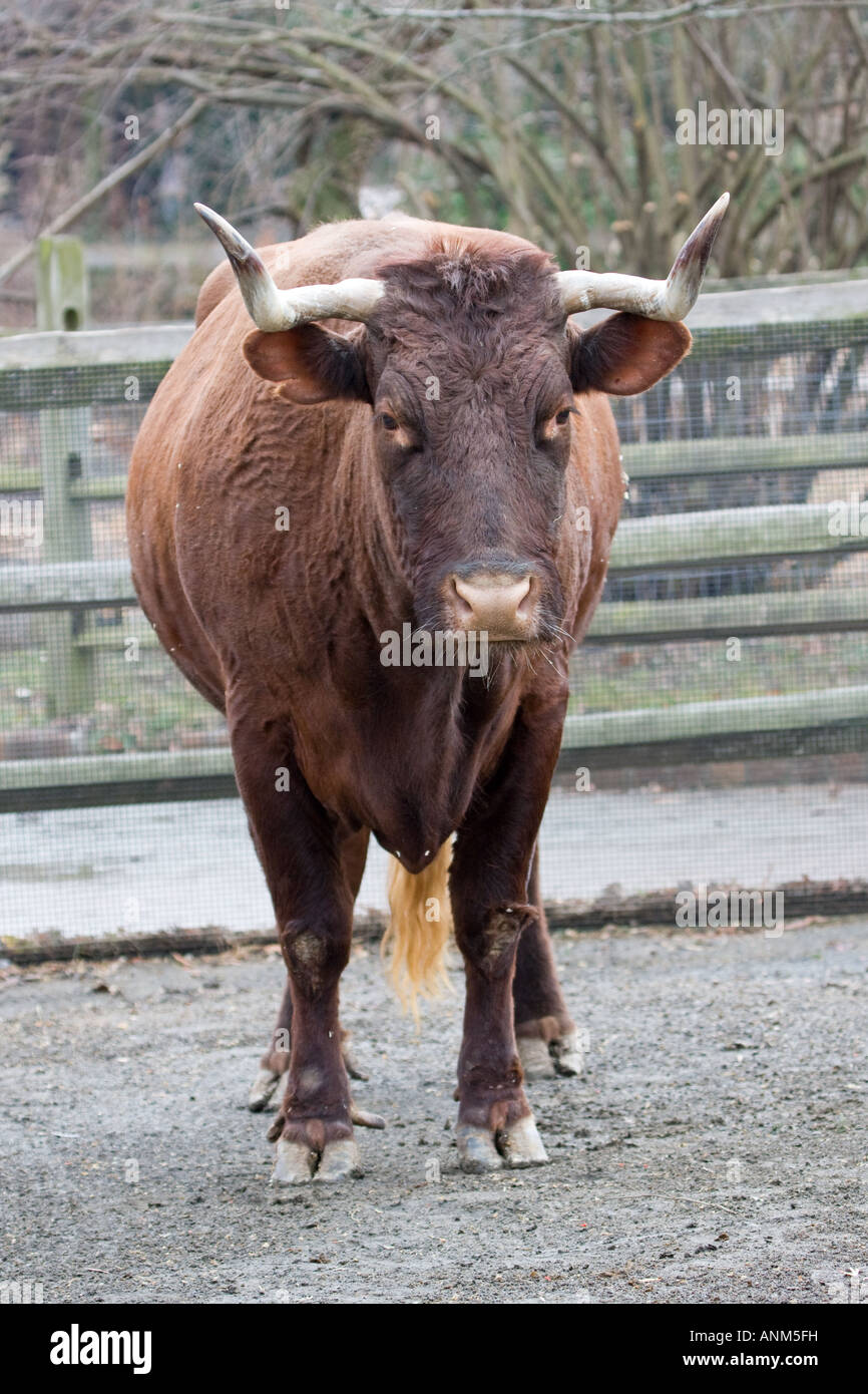 Milking Devon Cow Stock Photo - Alamy