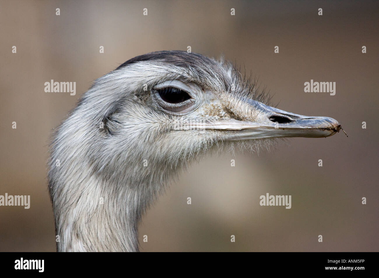 Common rhea hi-res stock photography and images - Alamy