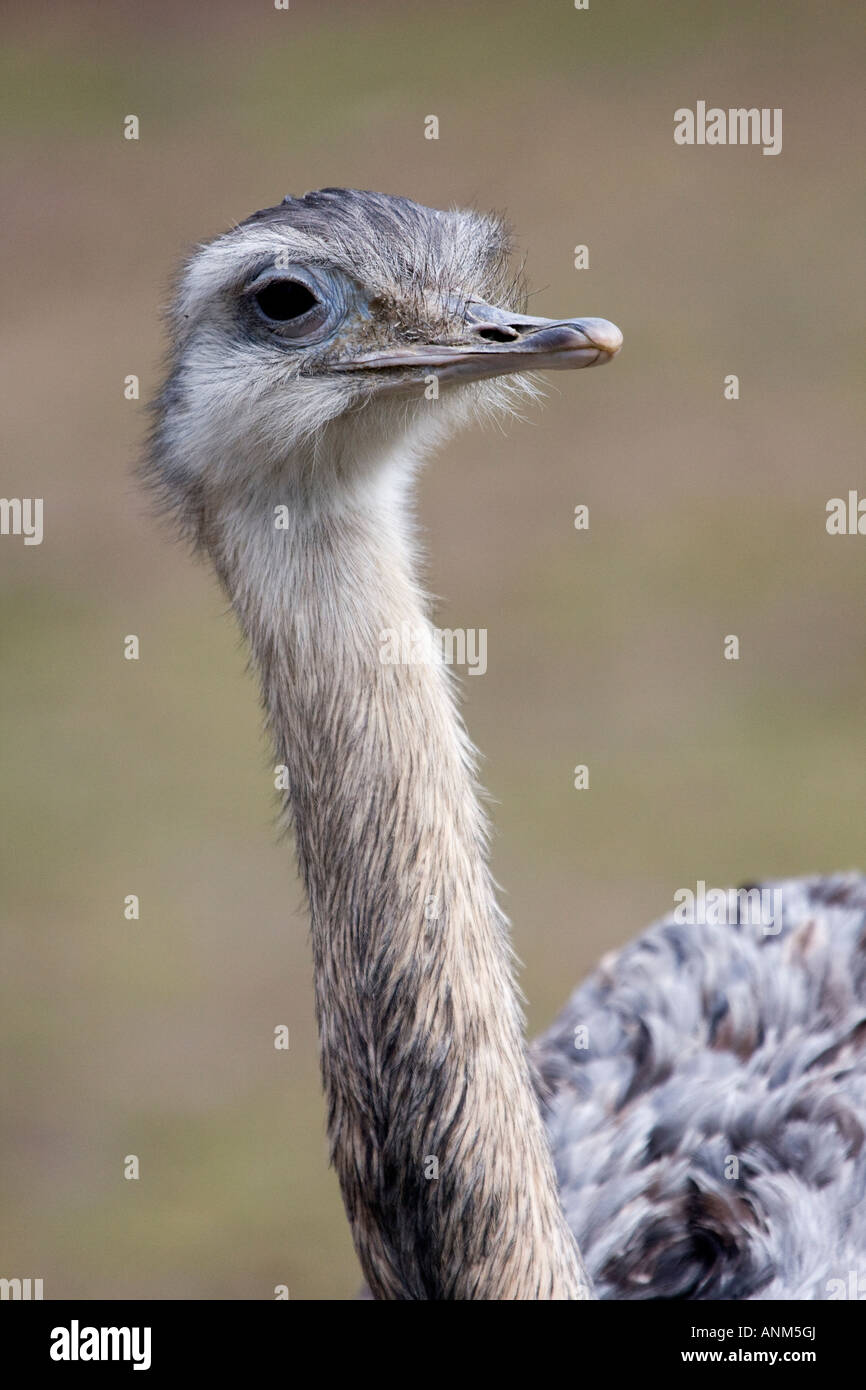 Common rhea hi-res stock photography and images - Alamy