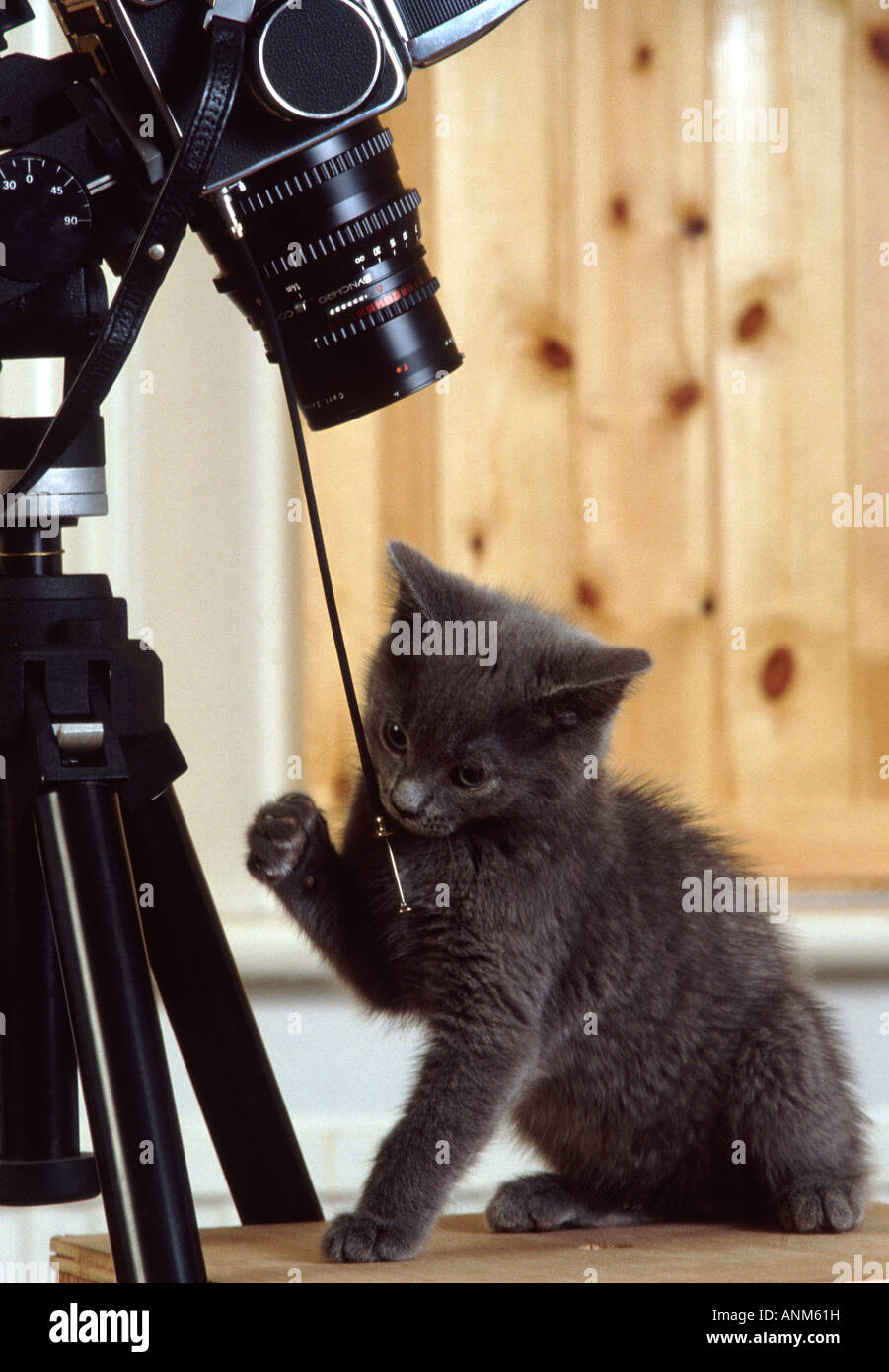 Cat film hi-res stock photography and images - Alamy