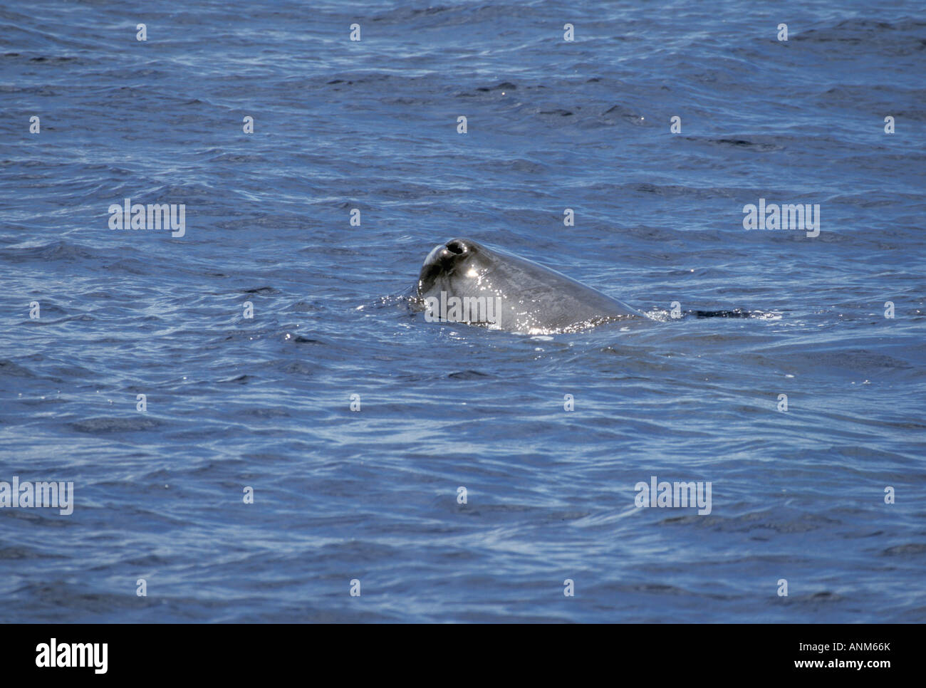 Sperm Whale Physeter macrocephalus Dominica Caribbean Sea December ...