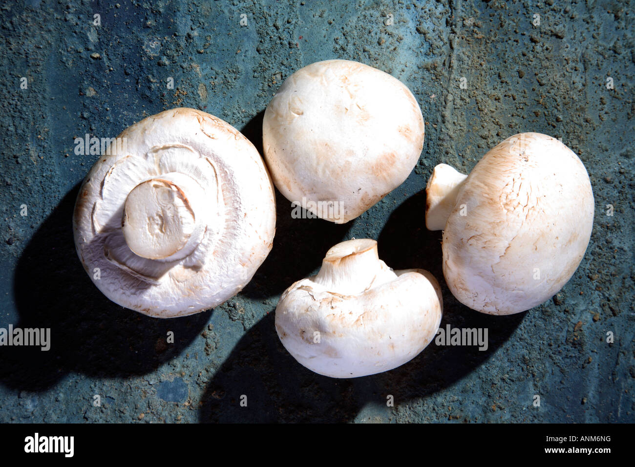 Four mushrooms on a rustic blue background Stock Photo - Alamy