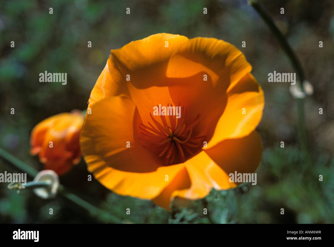 California Golden Poppy Stock Photo - Alamy