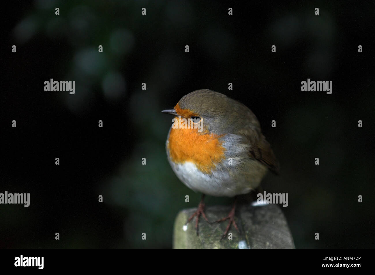 Robin on bench hi-res stock photography and images - Alamy