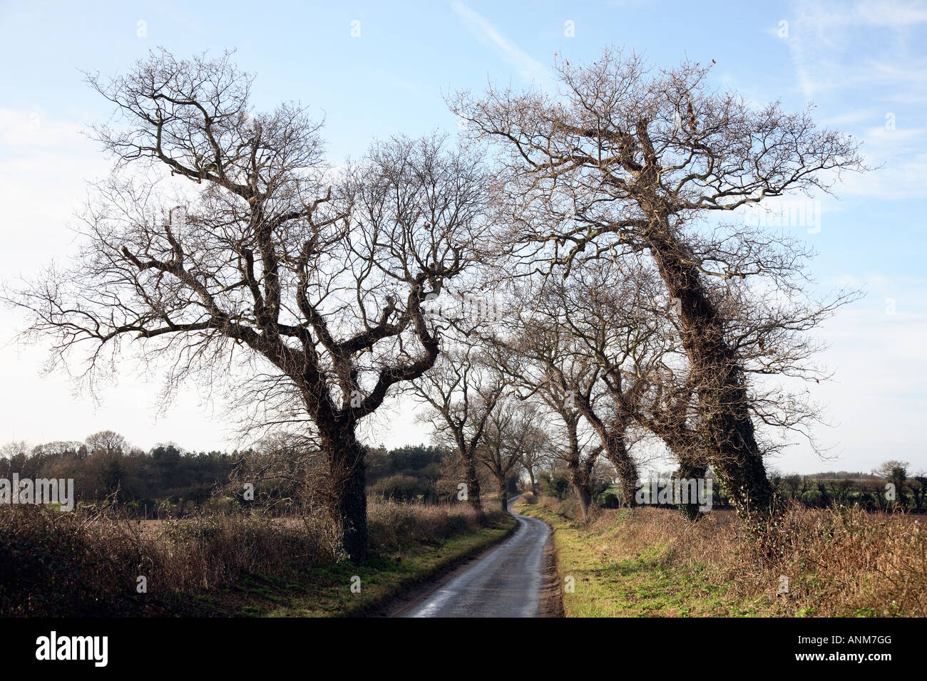 A tree lined lane in Norfolk in winter Stock Photo - Alamy