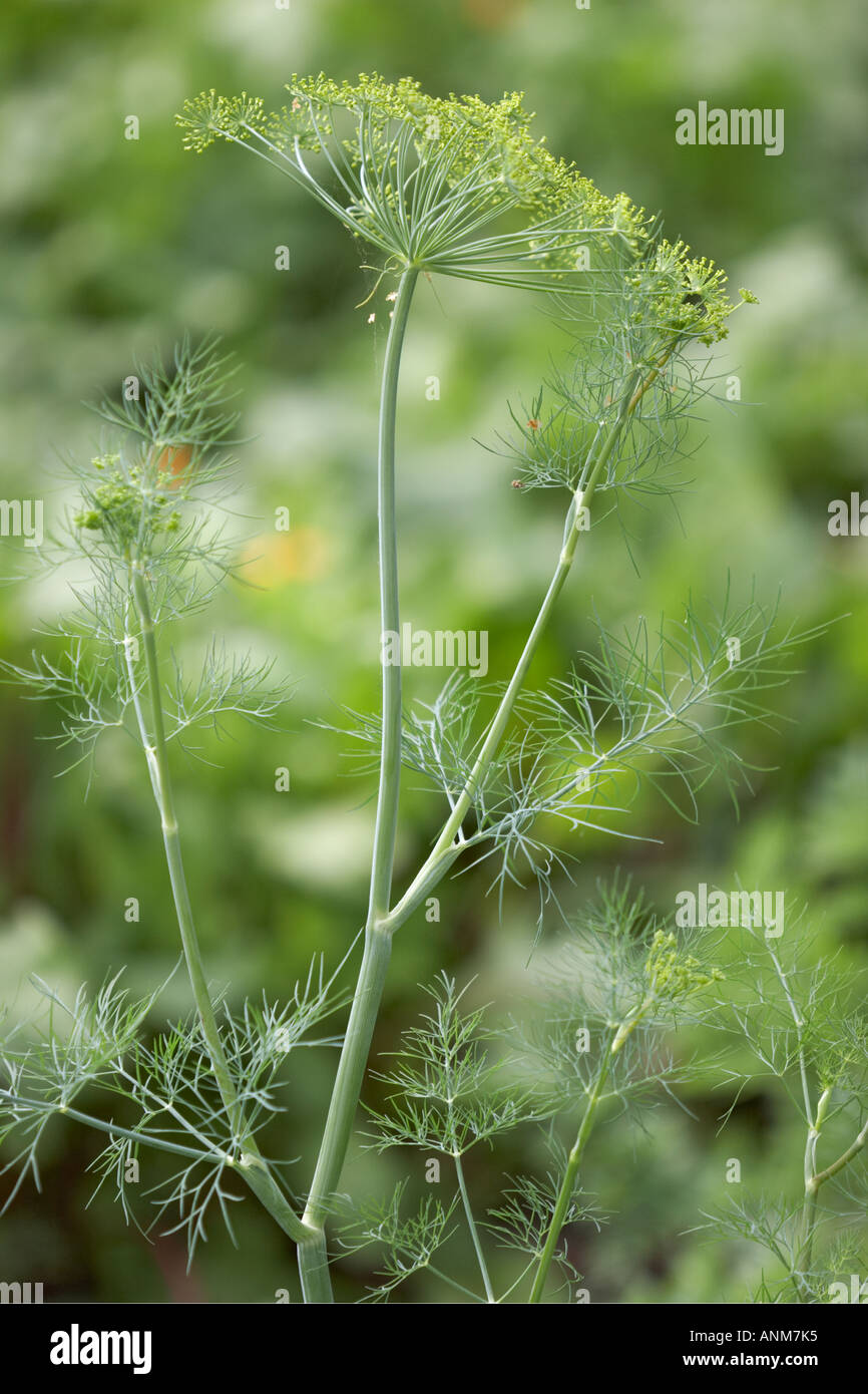 Dill growing on organic farm Stock Photo - Alamy