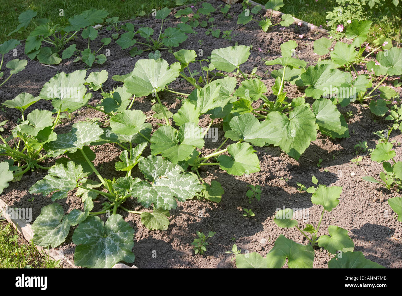 Row of courgette plants hi-res stock photography and images - Alamy