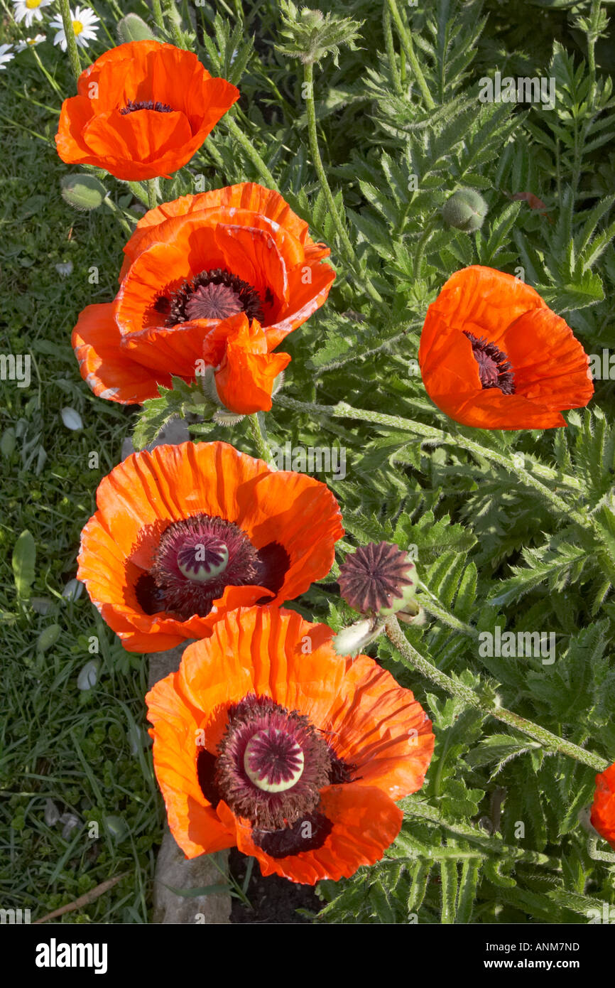 The oriental poppy scientific name papaver orientale hi-res stock ...
