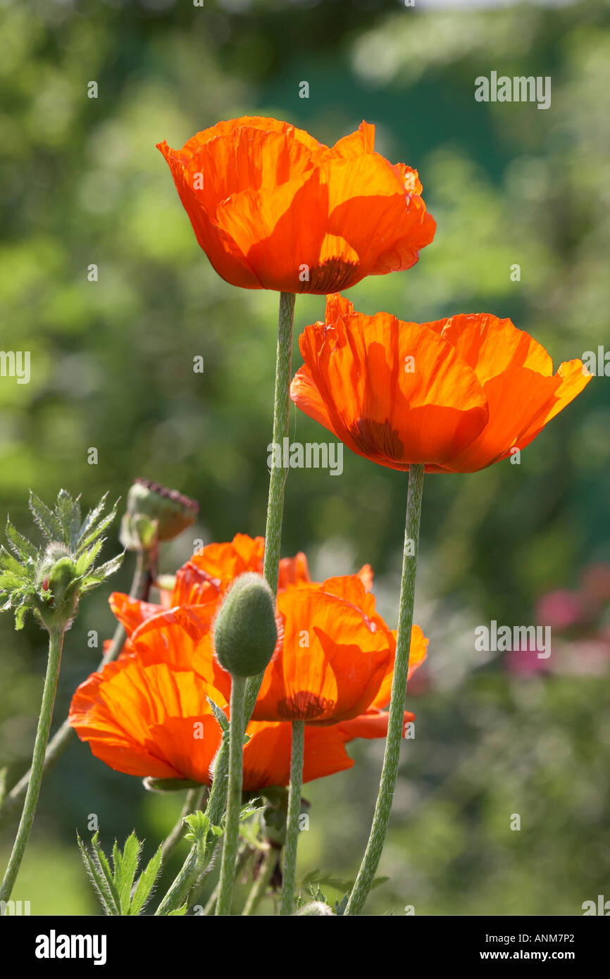 The oriental poppy scientific name papaver orientale hi-res stock ...