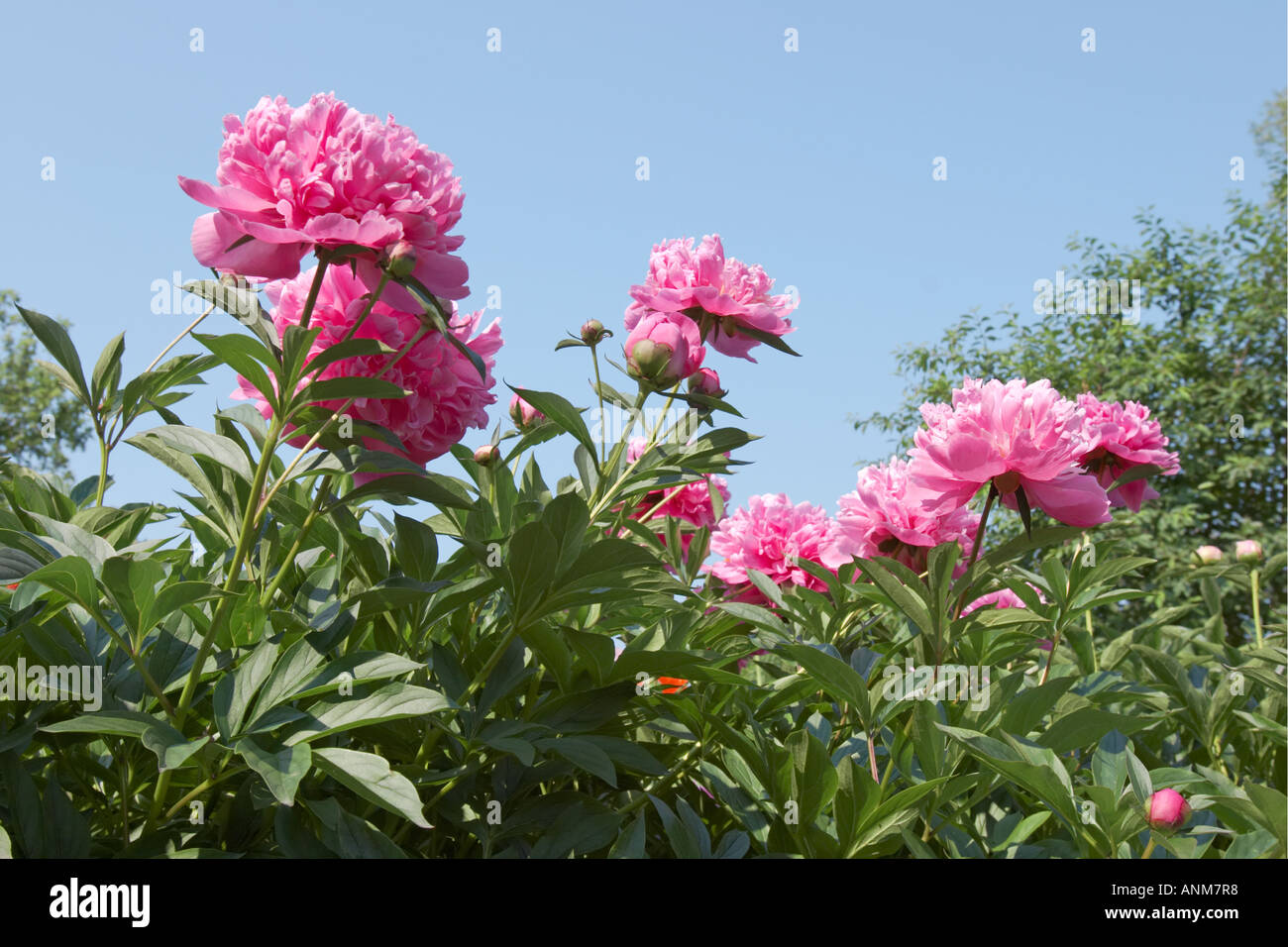 Paeony blue hi-res stock photography and images - Alamy