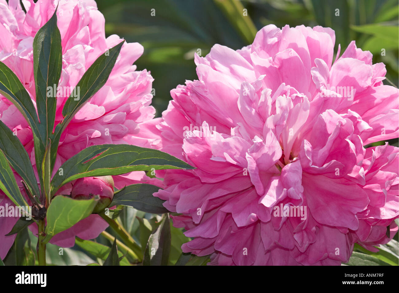 Perennial peonies hi-res stock photography and images - Alamy