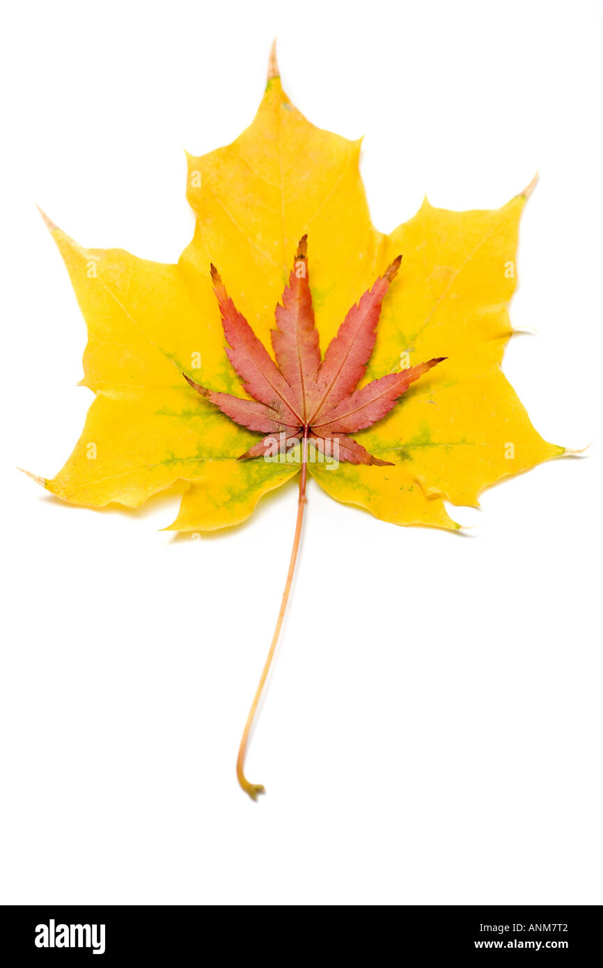 Two colorful maple leaves hi-res stock photography and images - Alamy