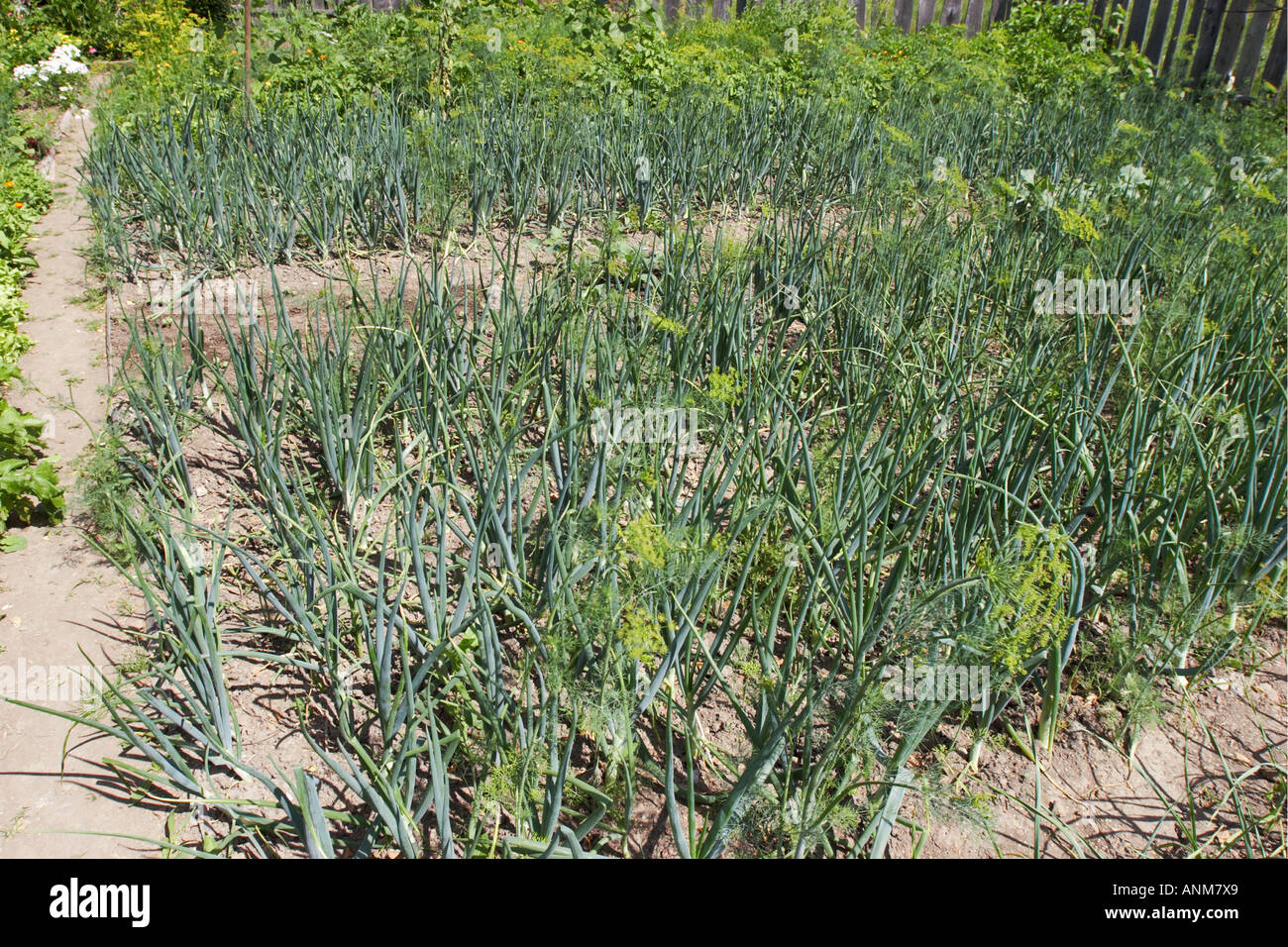 Bed onions in garden hi-res stock photography and images - Alamy